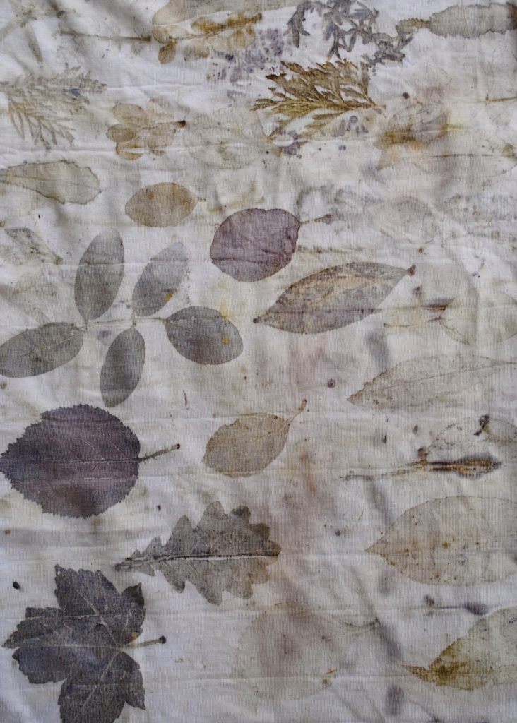 Good leaves to use for eco-printing: experiment two – Gumnut Magic